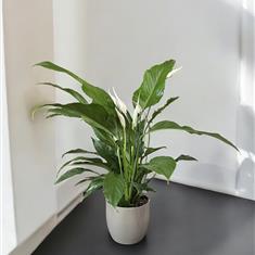 Peace Lily Baron's Flowers Baron's Court Florist